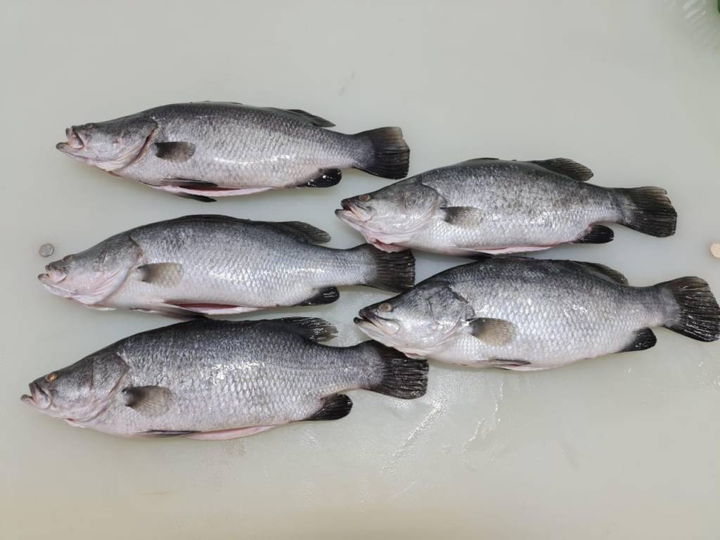 Barramundi – ONG Seafood