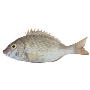 Whole Fish – ONG Seafood