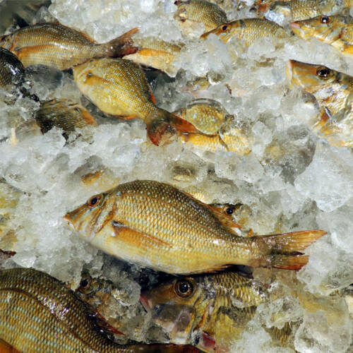 Emperor Fish – ONG Seafood