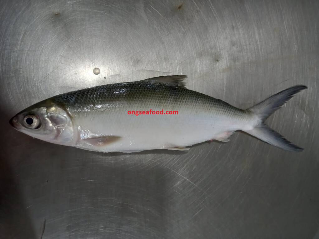 Milk Fish – ONG Seafood