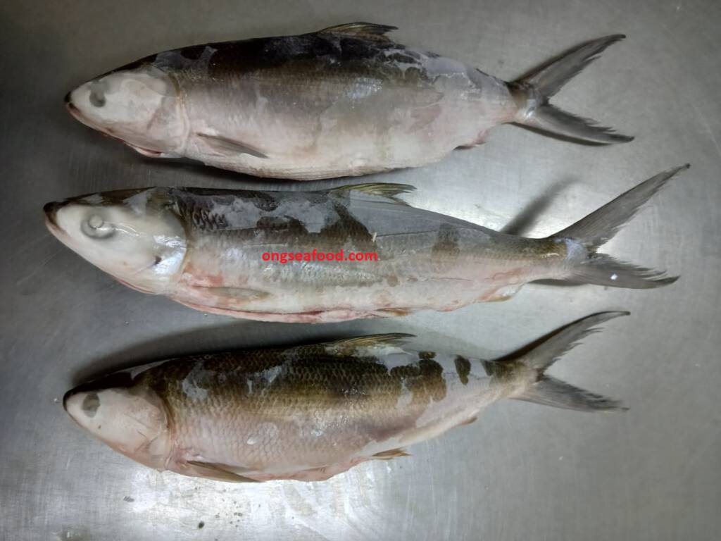 Milk Fish – ONG Seafood